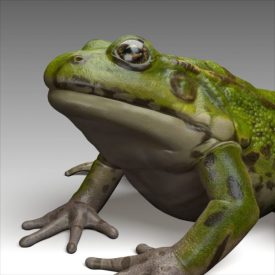 Pool frog Rig - AnimProps