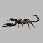 Black scorpion Rig