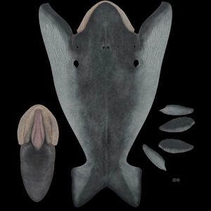 Blue whale Rig - AnimProps