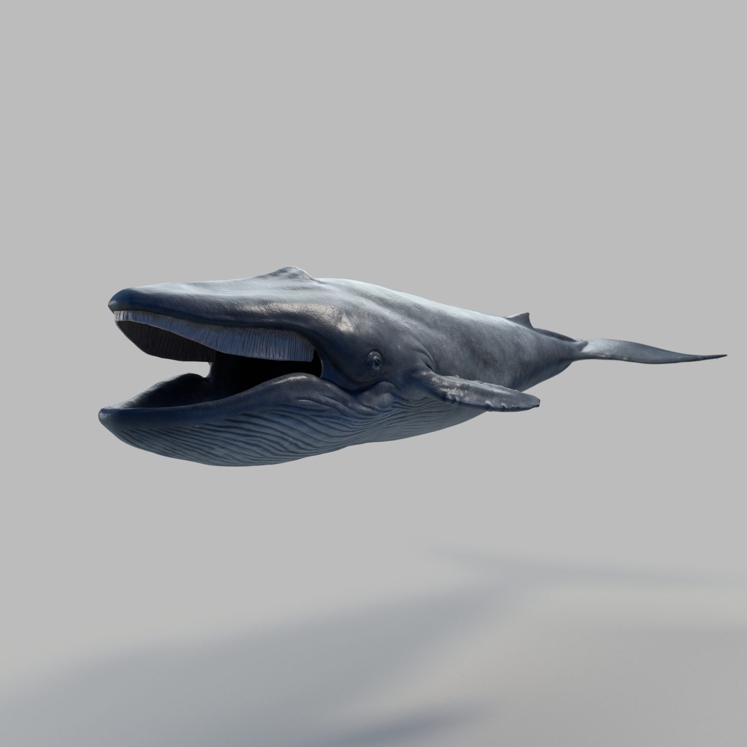 Blue whale Rig - AnimProps