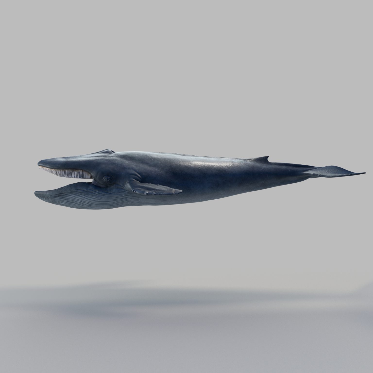 Blue whale Rig - AnimProps