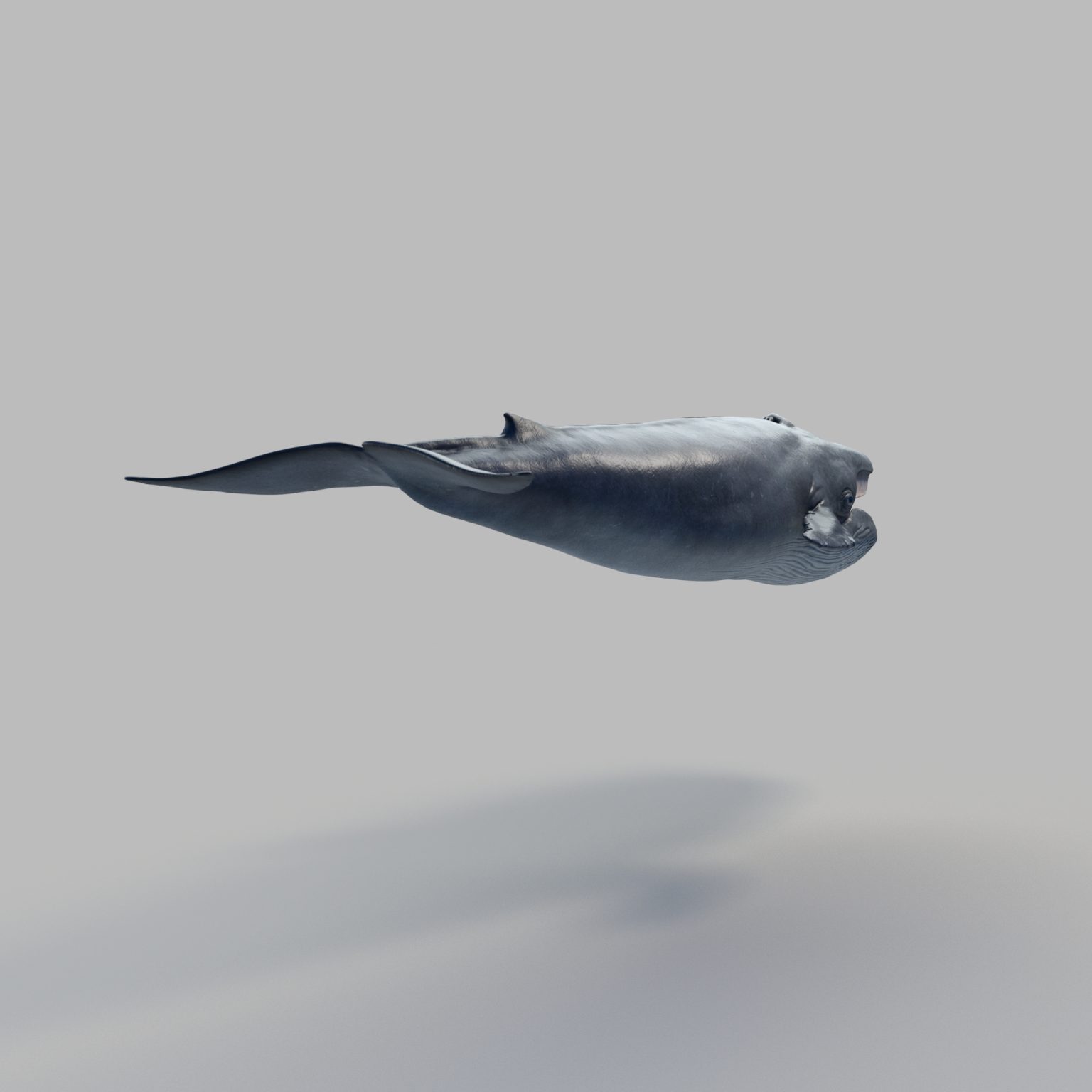 Blue whale Rig - AnimProps