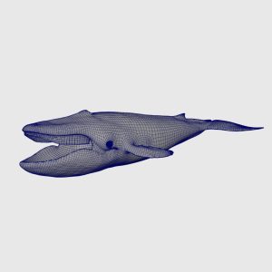 Blue whale Rig - AnimProps