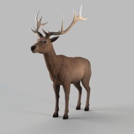 Elk deer Rig - AnimProps