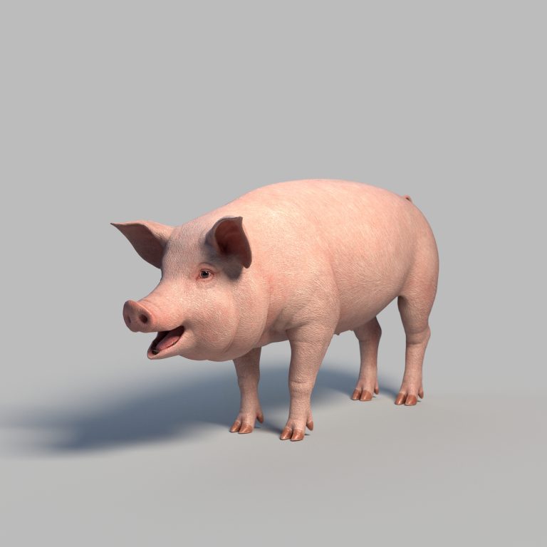 Pig Rig - AnimProps