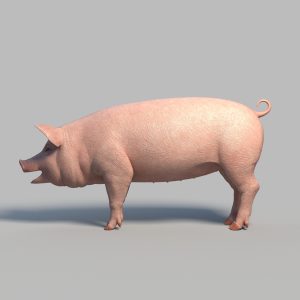 Pig Rig - AnimProps