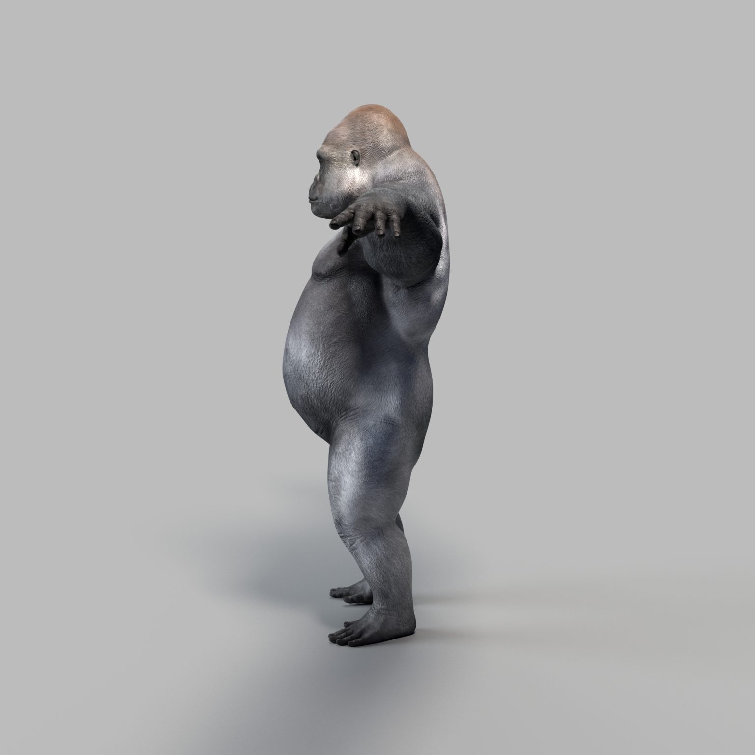 Silverback gorilla Rig - AnimProps