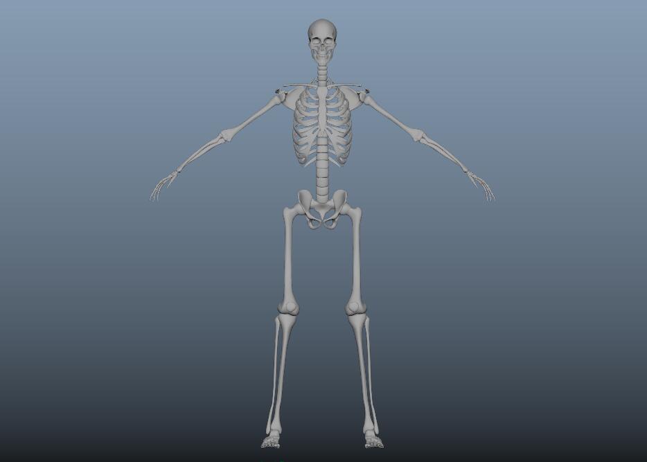 HumanSkeleton - AnimProps