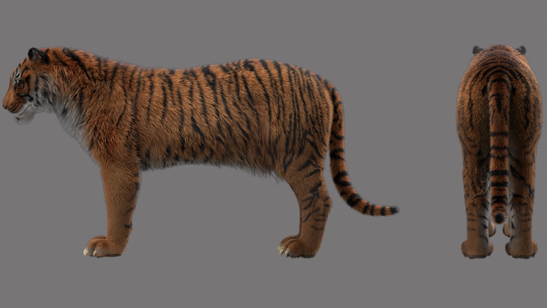 Tiger - AnimProps